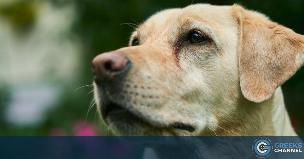 Τα Λαμπραντόρ Ριτρίβερ είναι η πιο δημοφιλής ράτσα σκύλων. - Greeks Channel